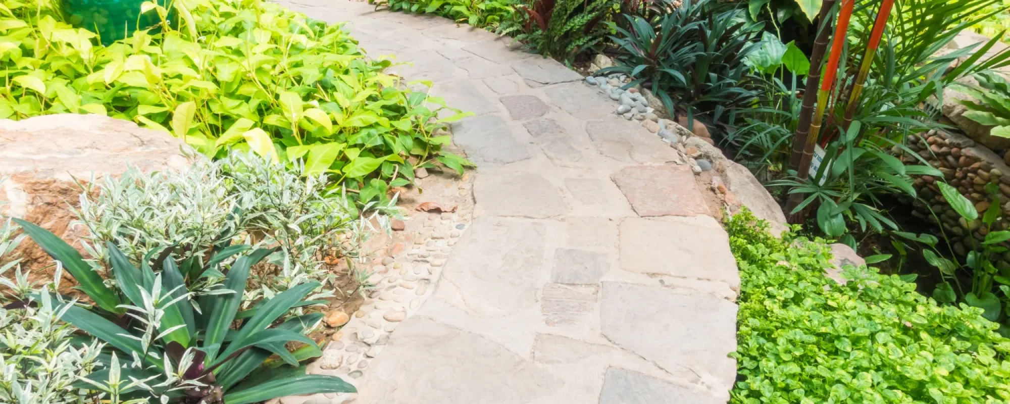 Plant Recommendation, Sourcing and Installation - SFA Landscape